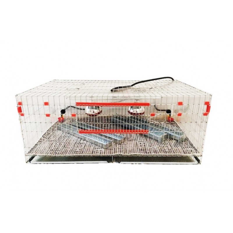 Maternitate pui prepelita