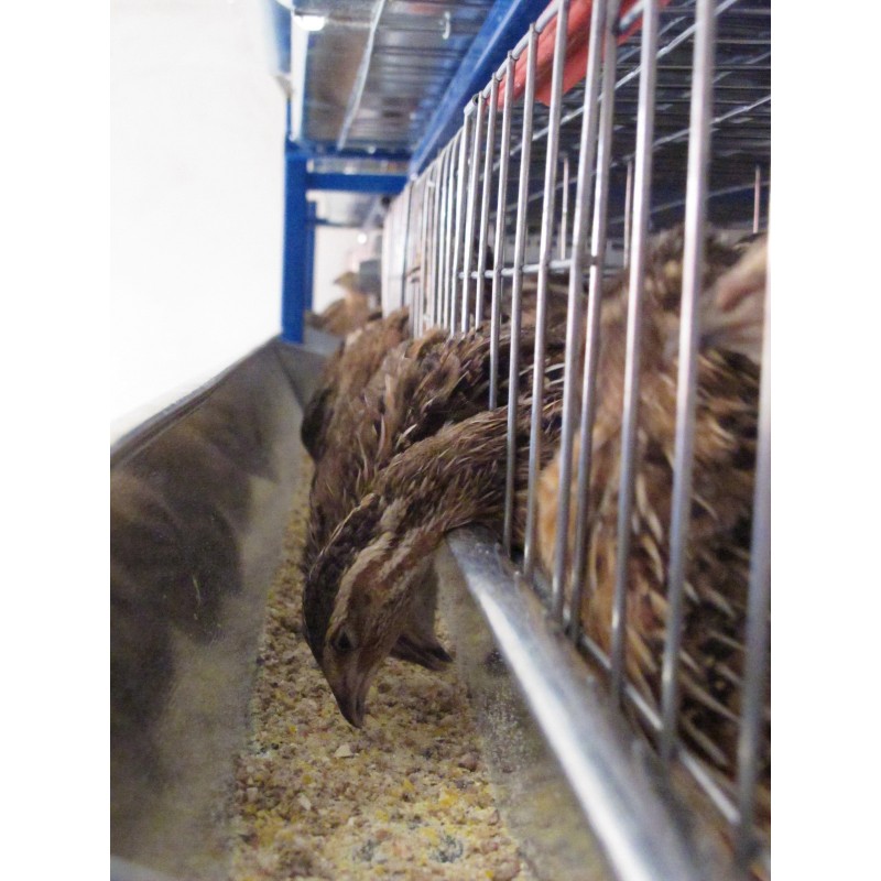 Modul 5 nivele cu custi de prepelite/ 90 cm