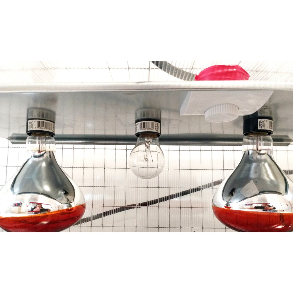 Maternitate pui gaina