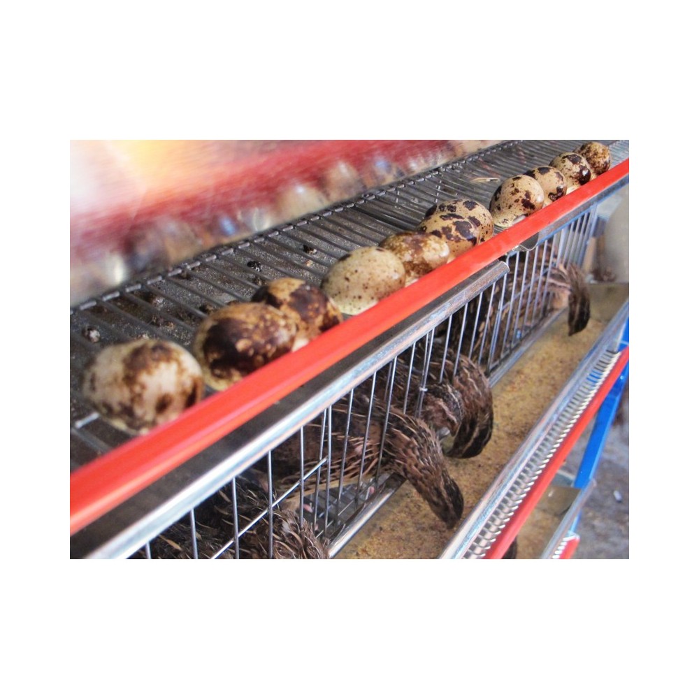 Modul 5 nivele de custi de prepelite/ 120 cm