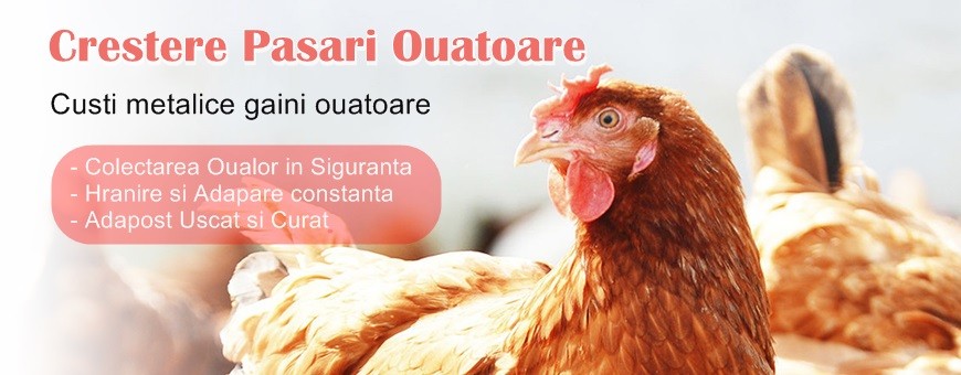 Custi Animale